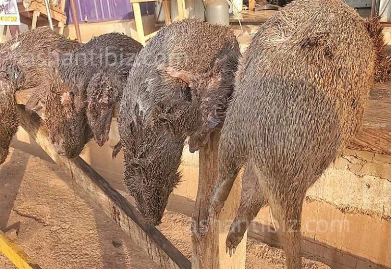 Bush Meat on high demand in Kumasi – Photos – Ashantibiz